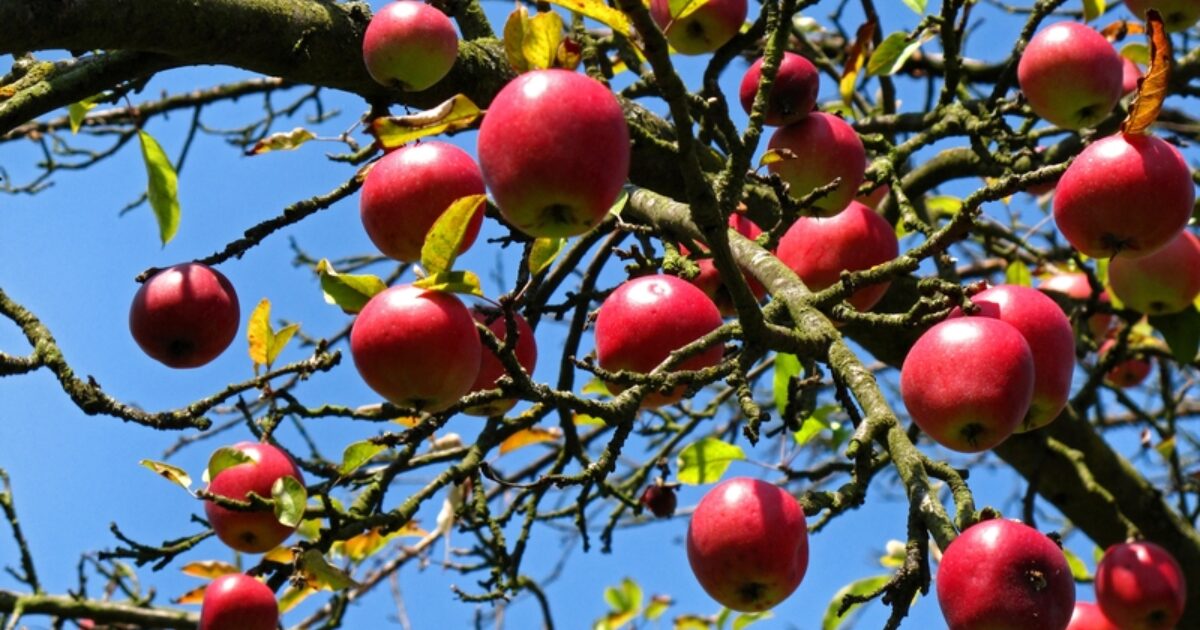 Akulah Pokok Anggur dan Kamulah Rantingnya… | Theology of Work